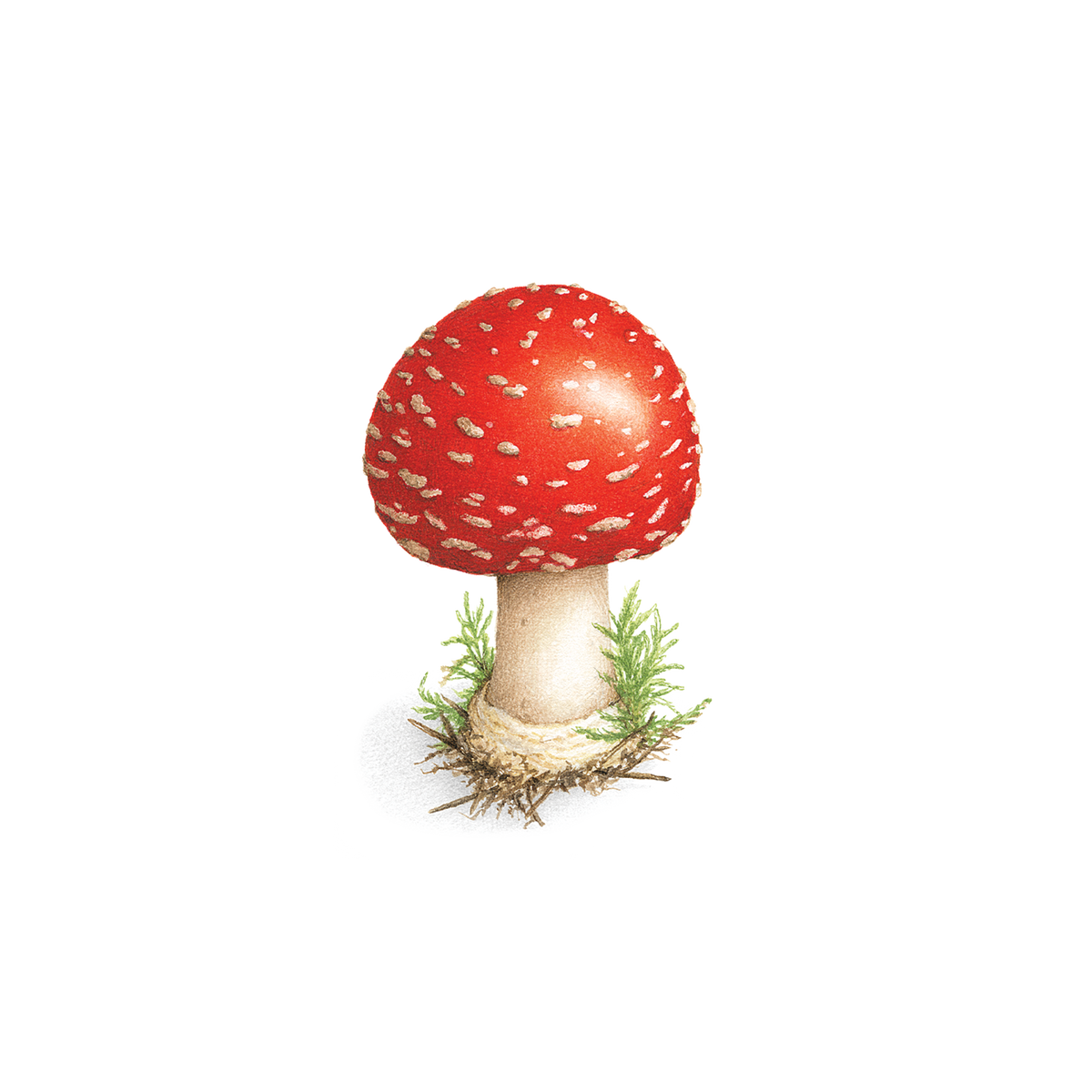 Toadstool by Vincent Jeannerot from Tattly Temporary Tattoos